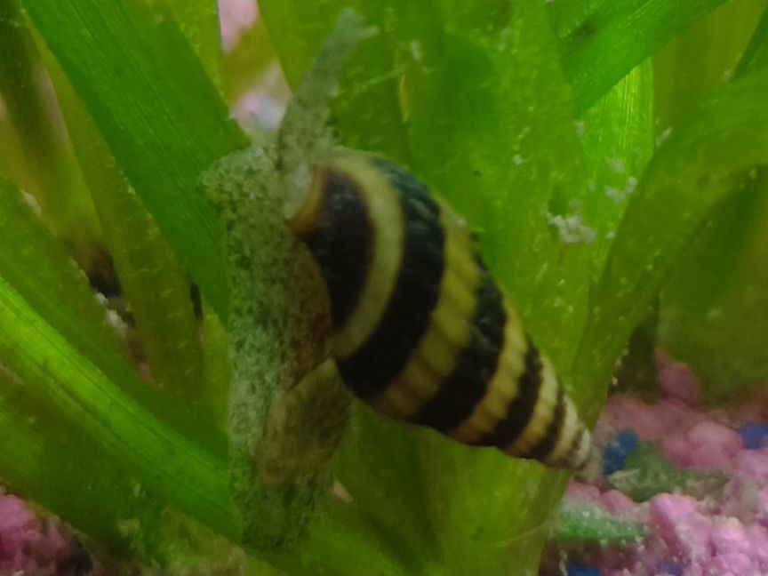 Улитка Хелена