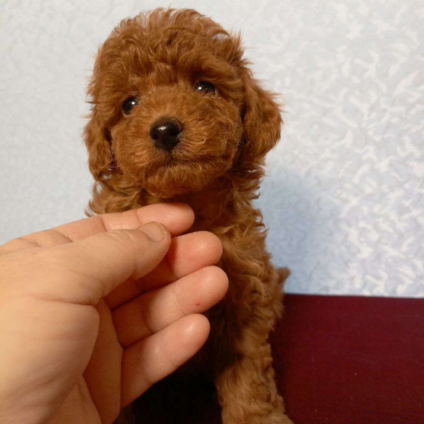 Той-пудель, щенок