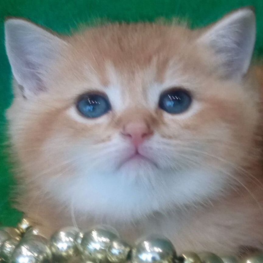 Яркие плюшечки