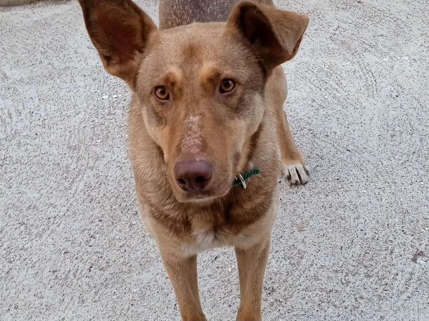 Собака в добрые руки