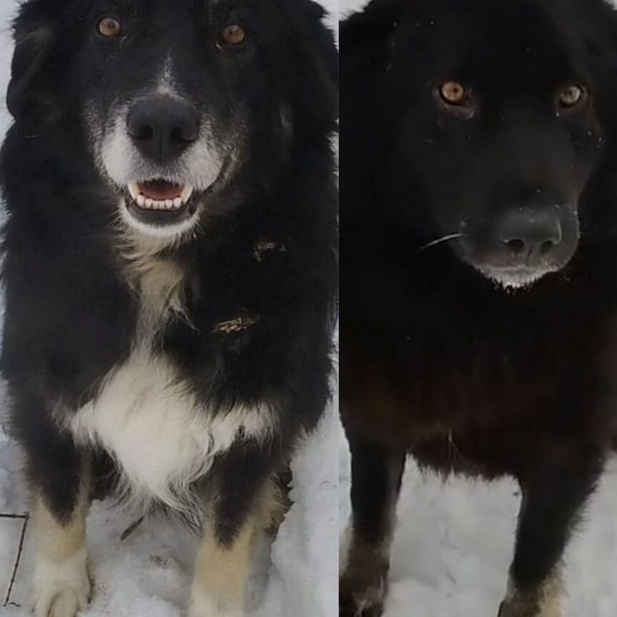 Собаки в беде