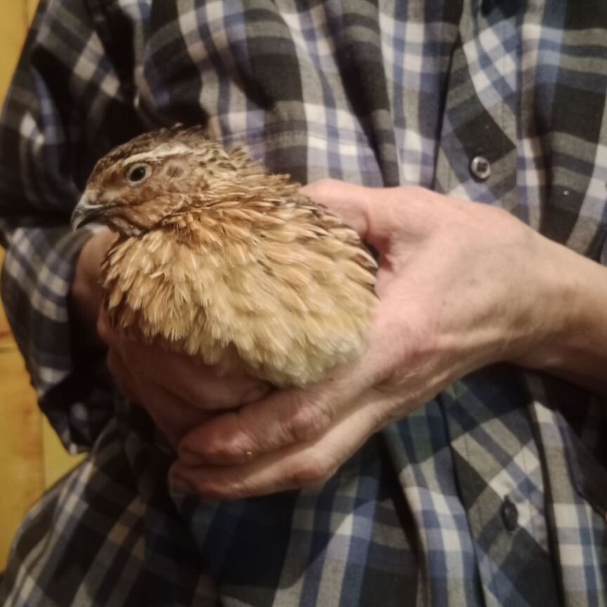 Японский перепел