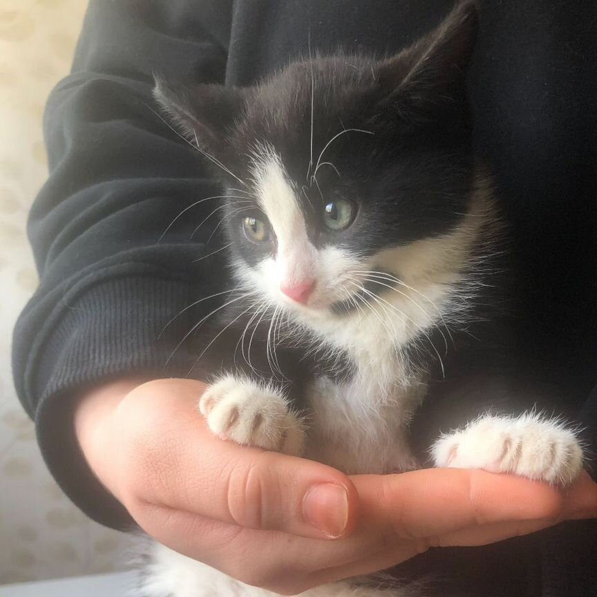 Котенок девочка ищет дом
