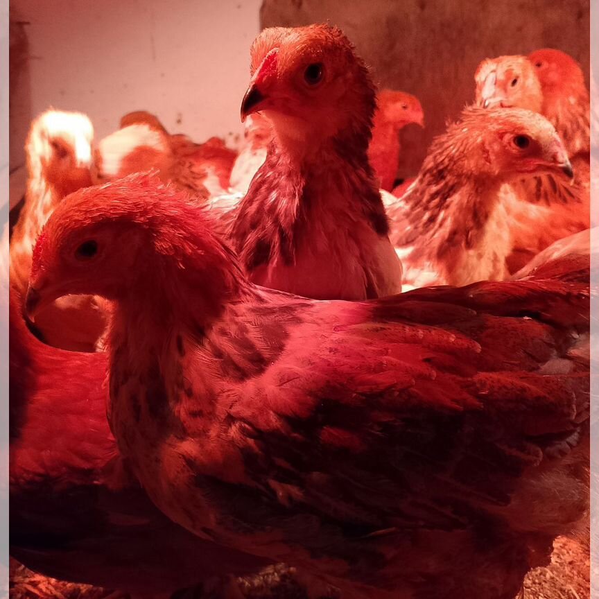 Цыплята породы Брама,вылуп 18.09