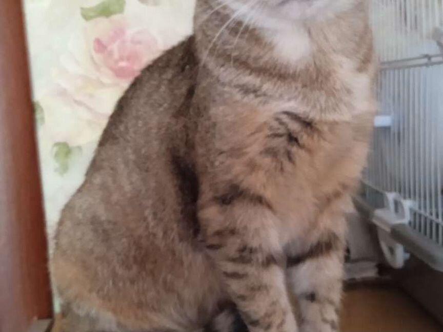 Стерилизованная кошечка Василиска