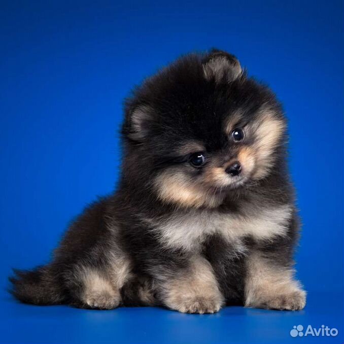 Шенки шпица