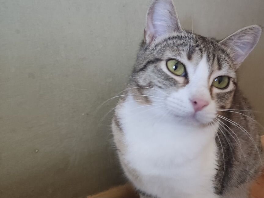 Котенок Соничка