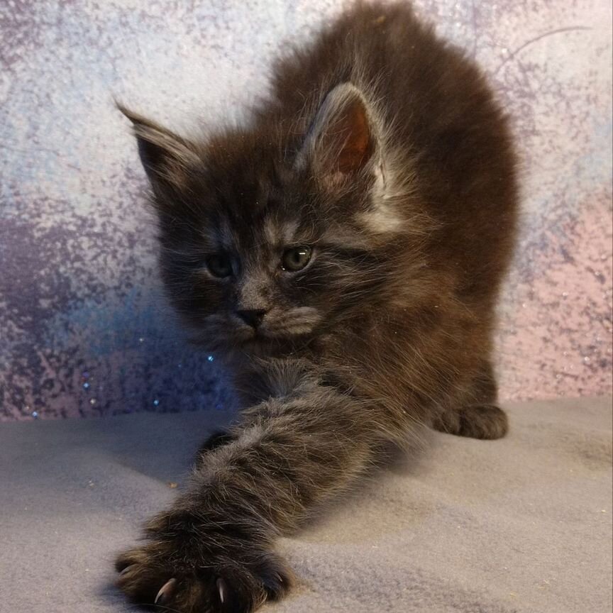 Котик мейн-кун