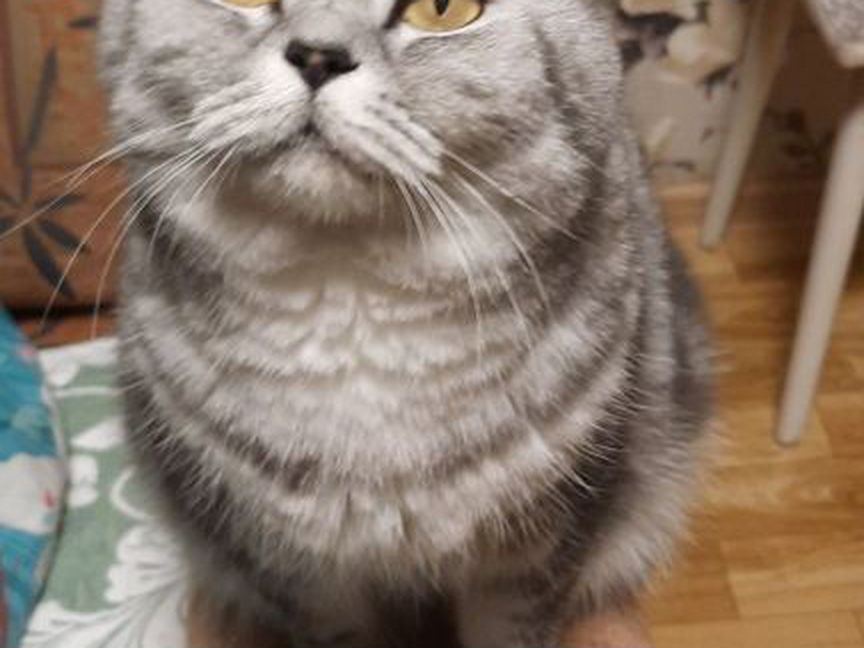 Шотландская прямоухая кошка