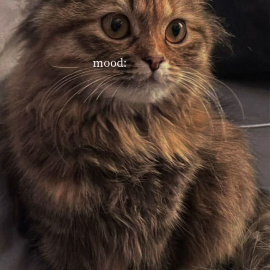 Кошка для усыновления