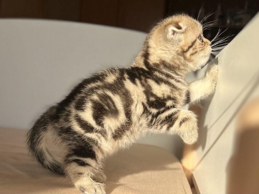 Котенок