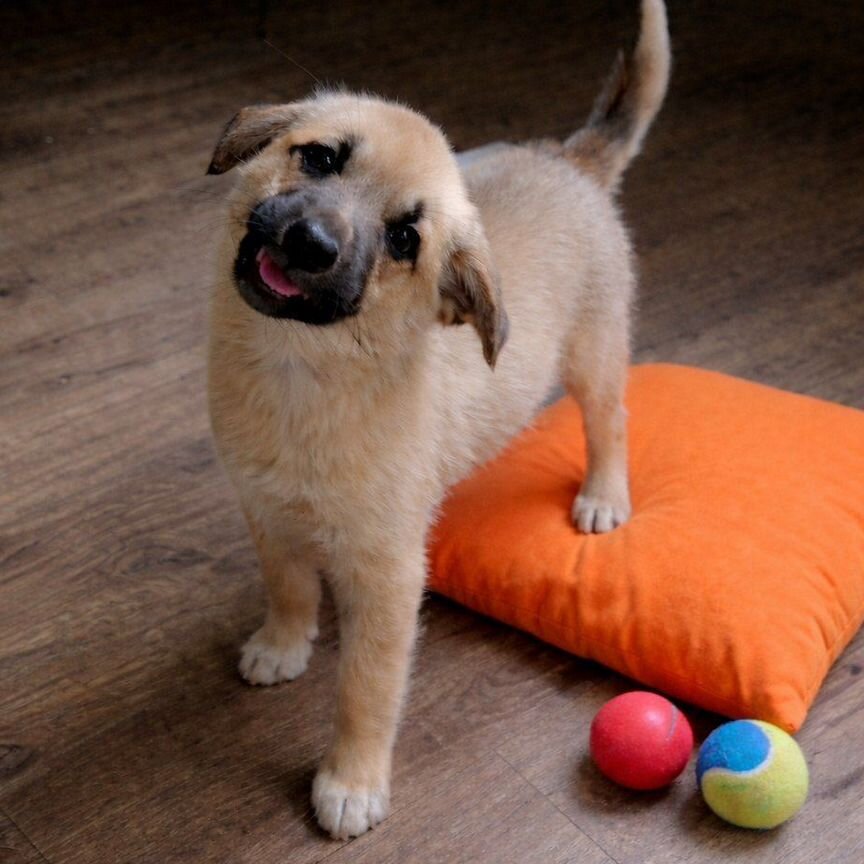 Щенок в добрые руки