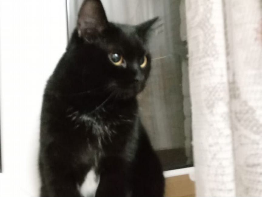 Кошка