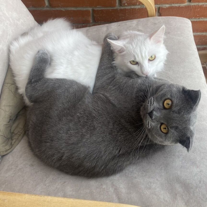 Кошка