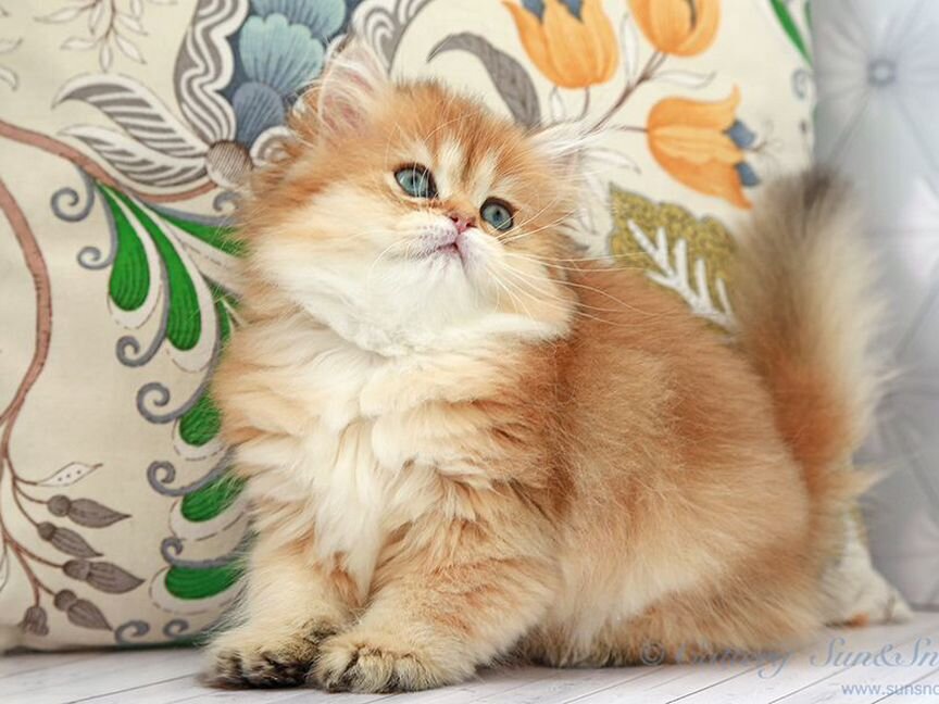 Золотая шиншилла кошечка