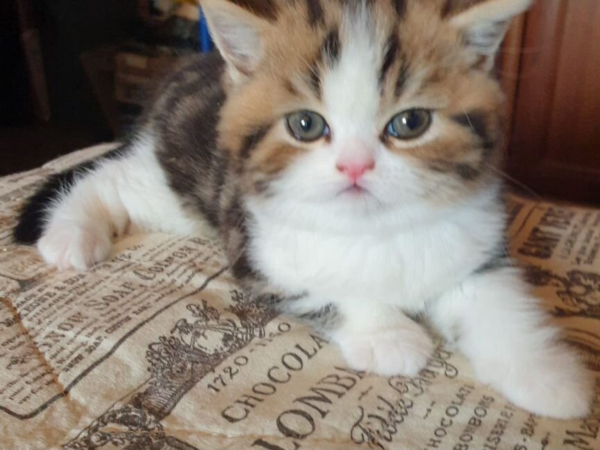 Шотландский вислоухий котик