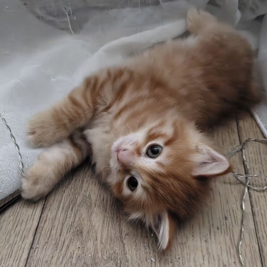 Курильский бобтейл мальчик пушистый