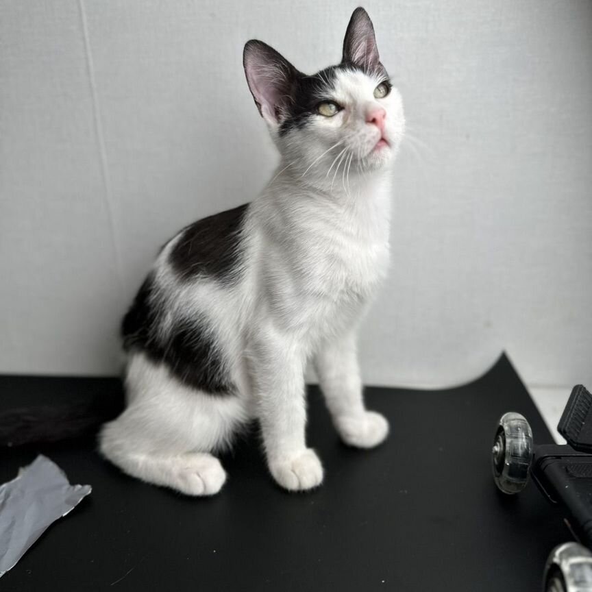 Котики маленькие мальчики