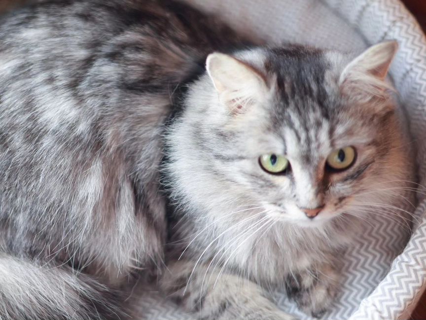 Пушистая серебристая кошка в добрые руки