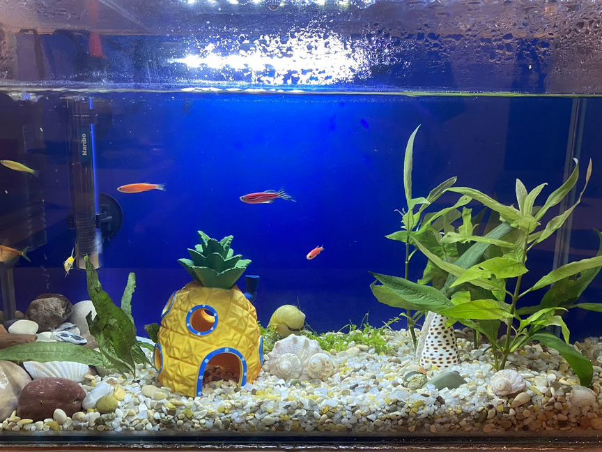 Аквариум 20л, полный комплект