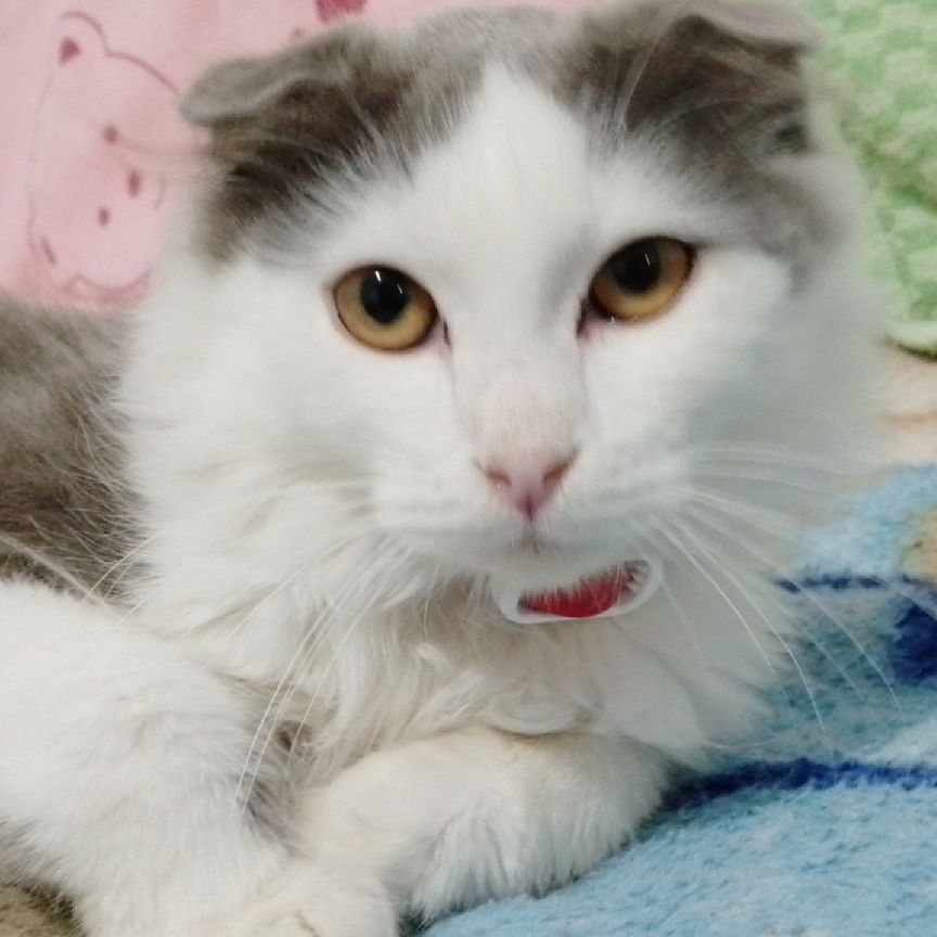 Домашние животные котята породистые