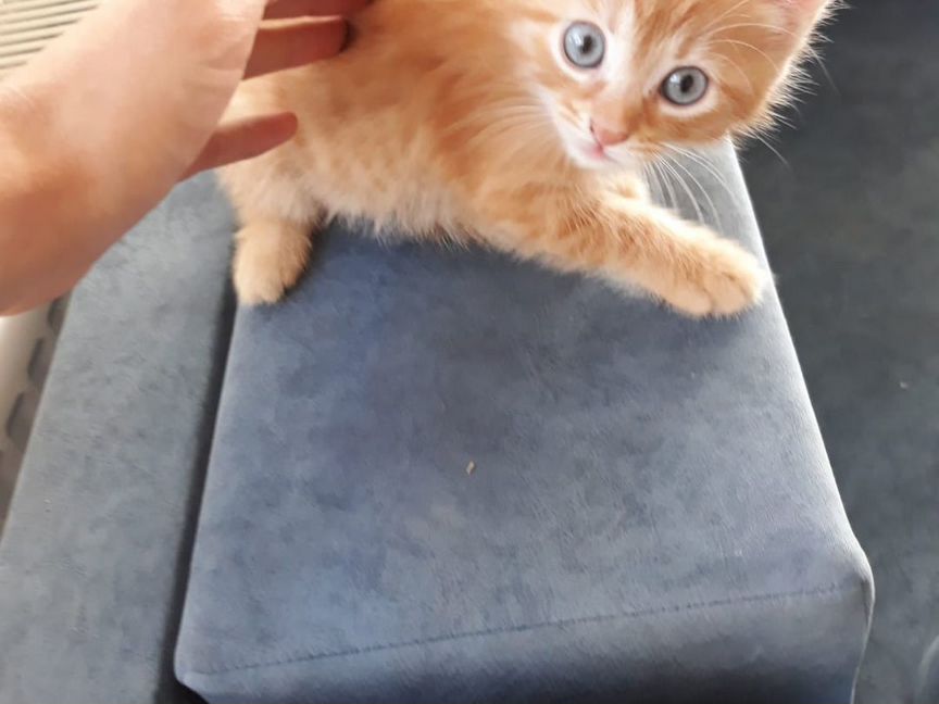 Рыжие котята отдам