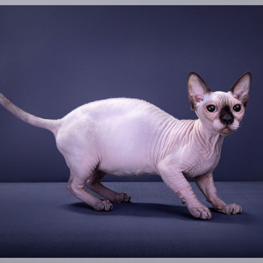 Канадский сфинкс Бмбинка