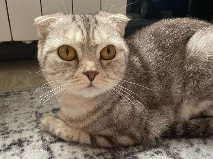 Шотландская вислоухая кошка