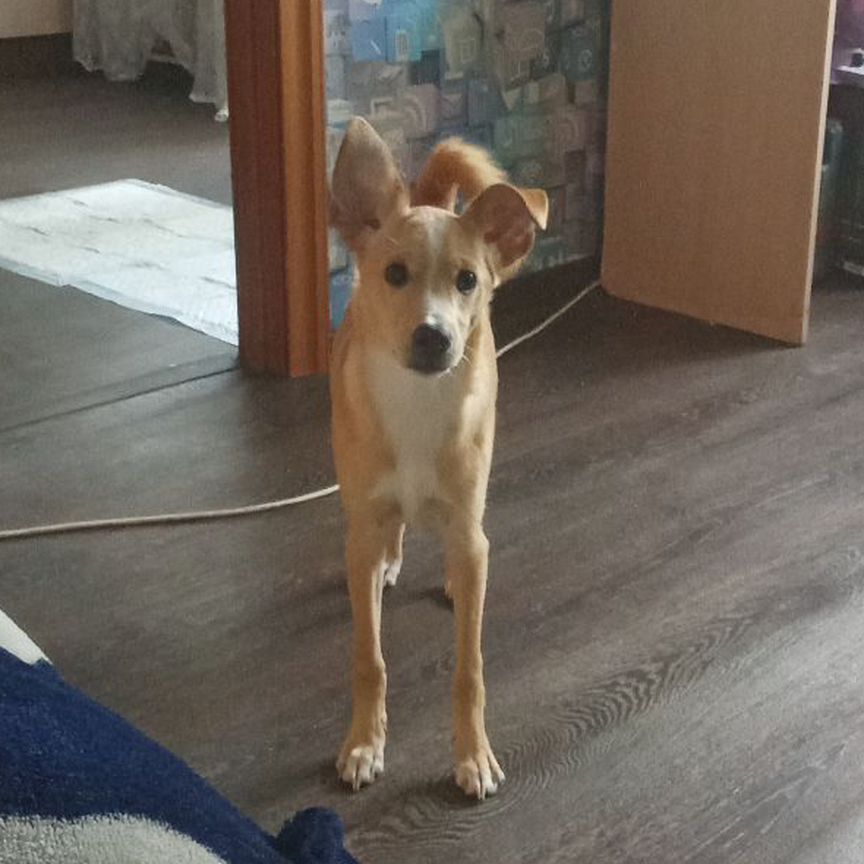 Немецкий пинчер, щенок