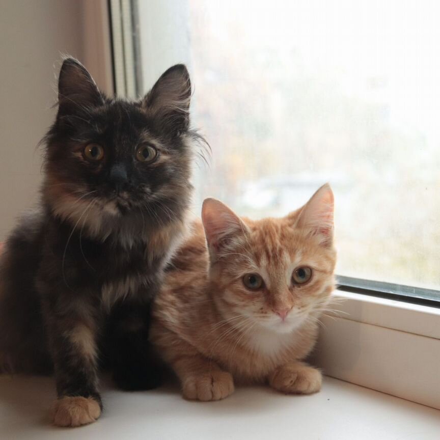 Котята девочки