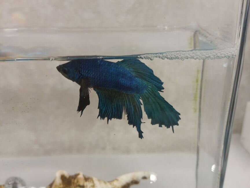 Аквариумные рыбки петушок