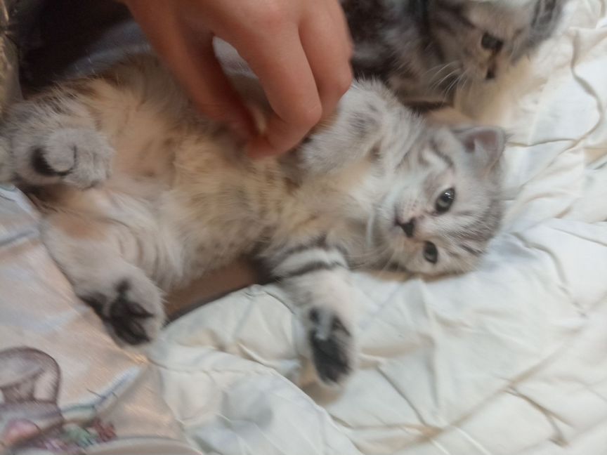 Котятки