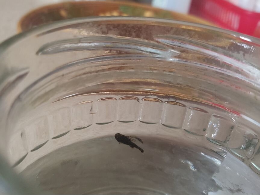 Сомик анцитрус