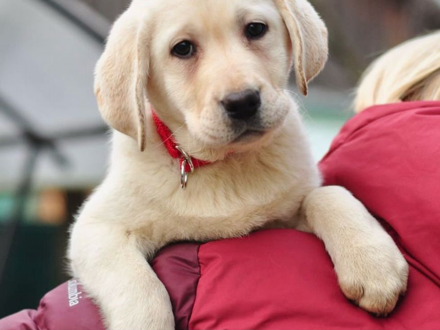 Лабрадор девочка