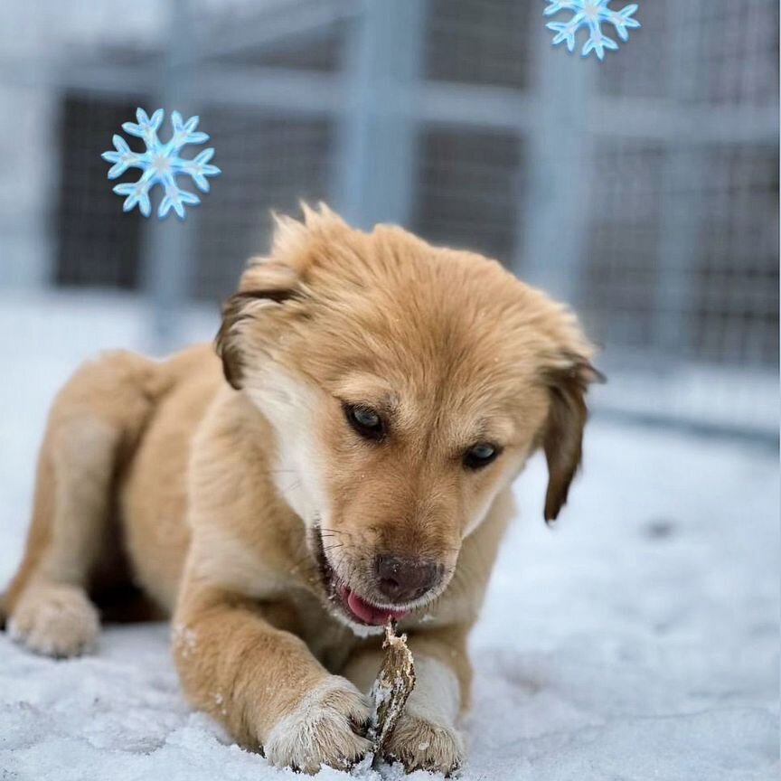 Щенок в добрые руки бесплатно