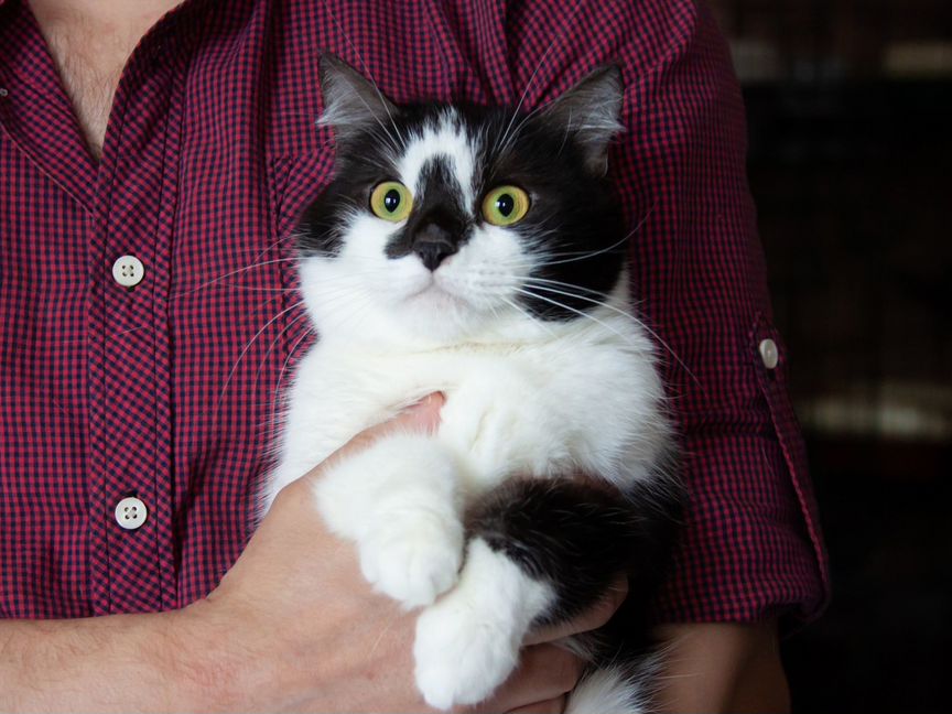 Кошка Мура, 5 лет