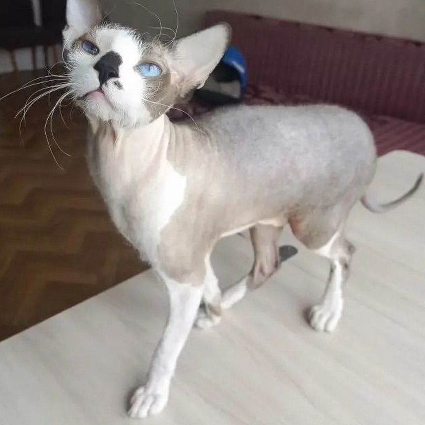 Донской сфинкс котёнок