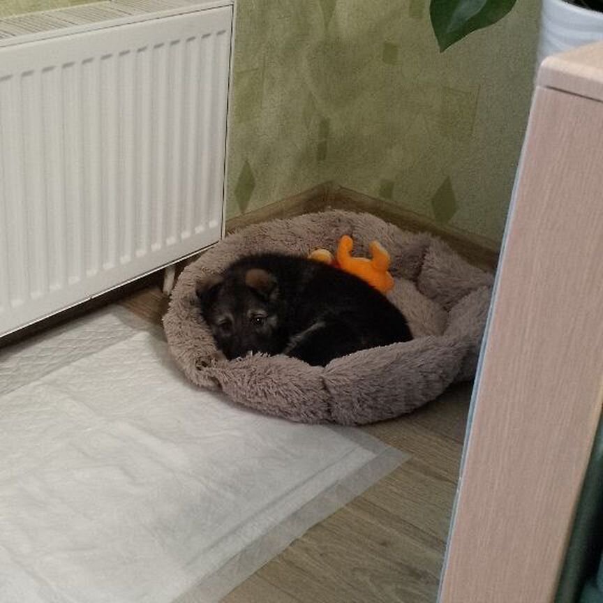 Щенок в добрые руки