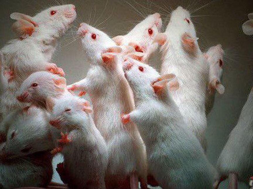 Мыши кормовые