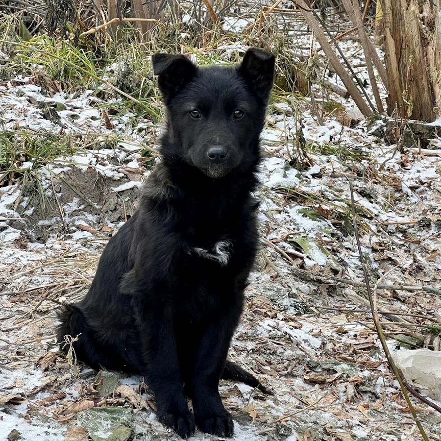 Щенок-девочка Кола