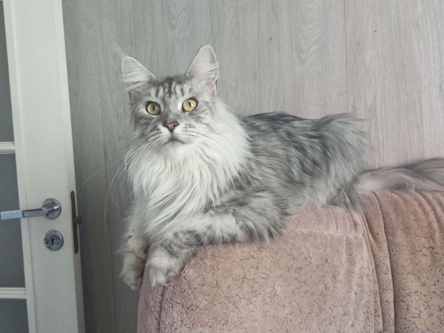 Мейн-кун в добрые руки