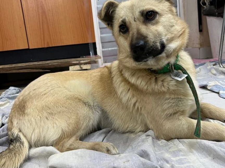 Маленькая собачка 35 см ищет дом