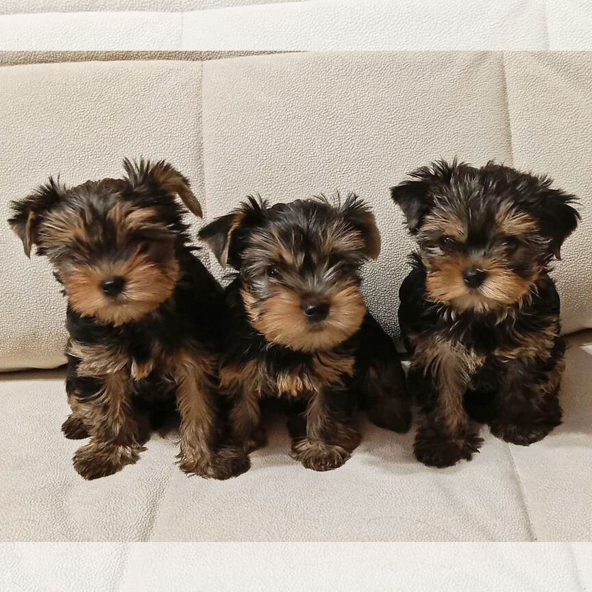 Йоркширский терьер, щенок