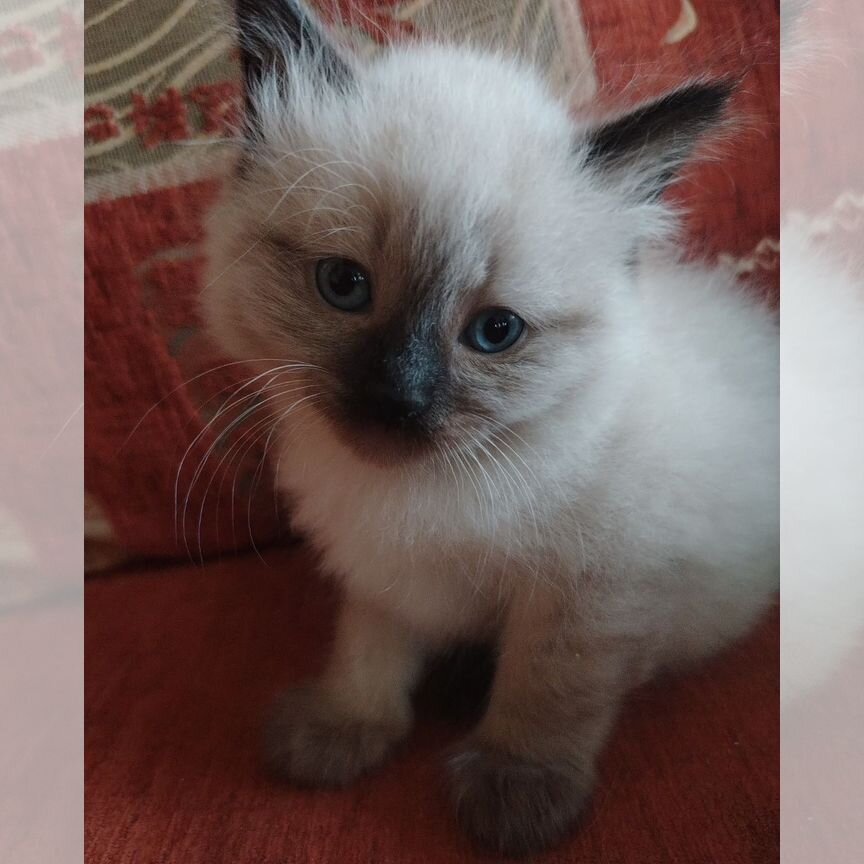 Невские маскарадные котята