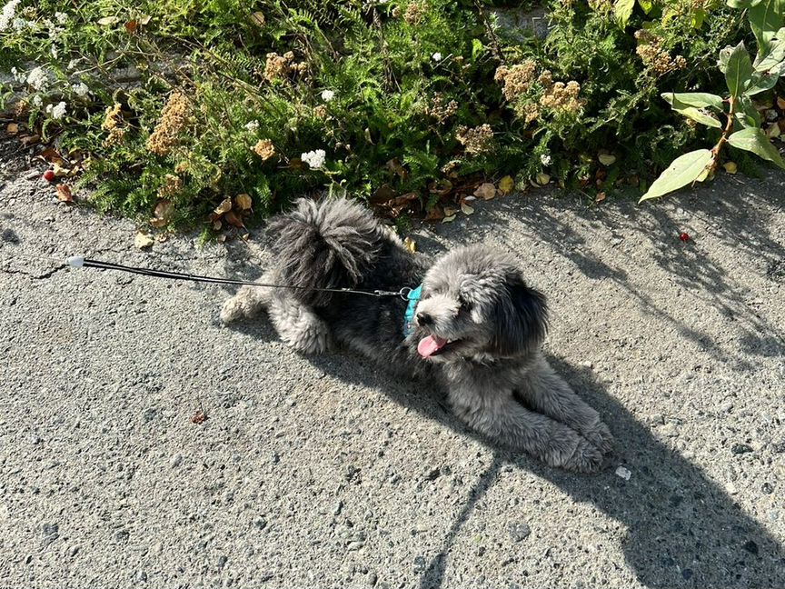 Собака в добрые руки