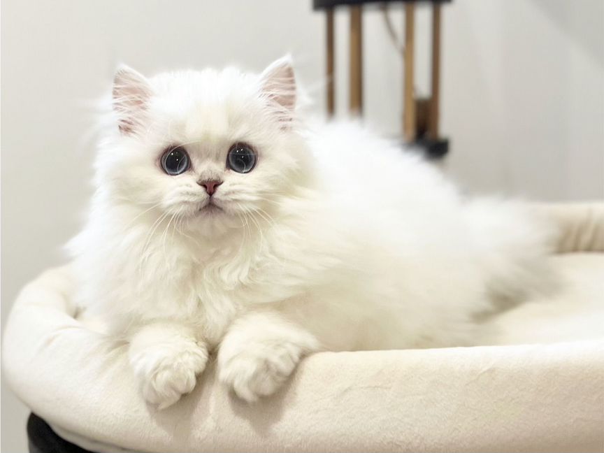 Длинношерстная ласкунья с голубыми глазами