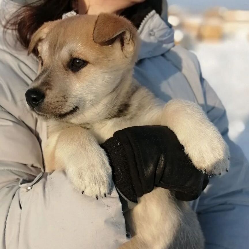 Щенок в добрые руки