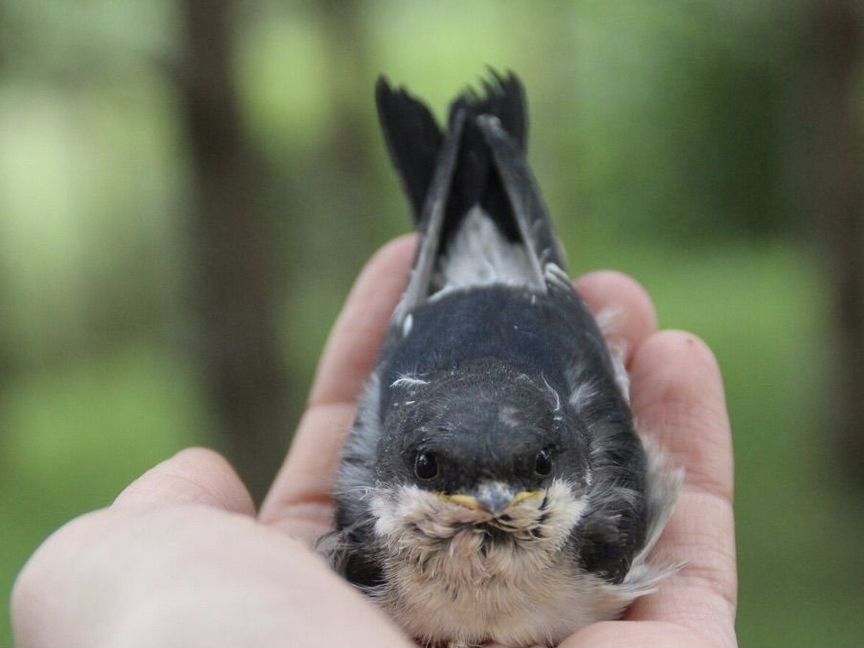 Ласточка (воронок)