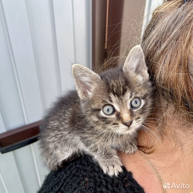 Котенок Вискас ищет хозяина