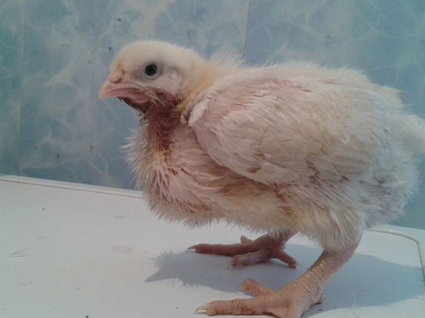 Яйцо бройлер росс 308